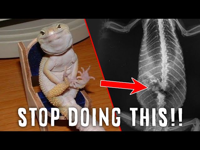 Funny Gecko Memes Geico Gecko Memes & GIFs Imgflip