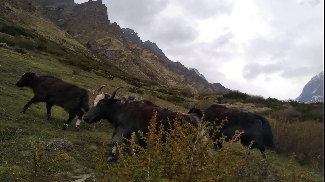 Giant YAKs of Tinkar Village 😍 Beauty is Here 😊 - YouTube