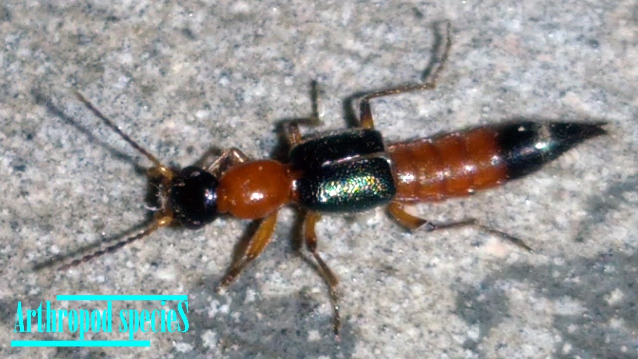 Insect Species - Rove Beetles / Tomcat (Paederus fuscipes) | Wings ...