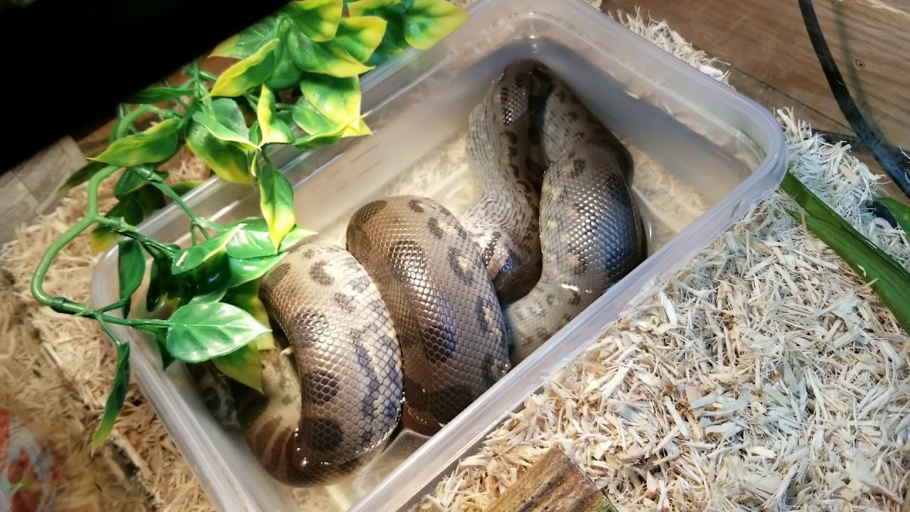 Nola's first live feeding! - YouTube