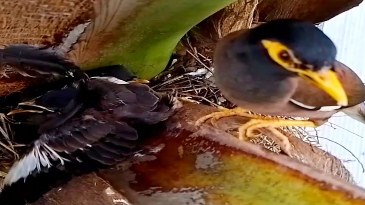 Baby myna baby sleeps in nest waiting for mother to bring food#bird ...
