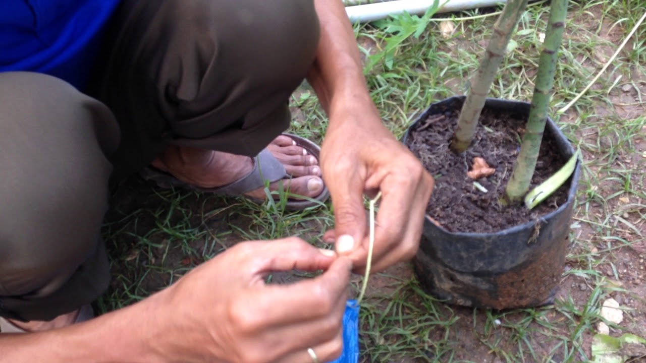 Tutorial Garam Iodium Zat Pertumbuhan 2in1 Pohon Pepaya - YouTube