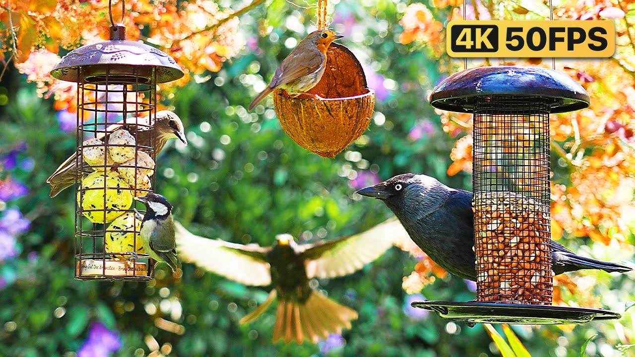 Cat TV for Cats to Watch 😸 Birds & Squirrels Visit the Feeders 🕊️ Bird ...