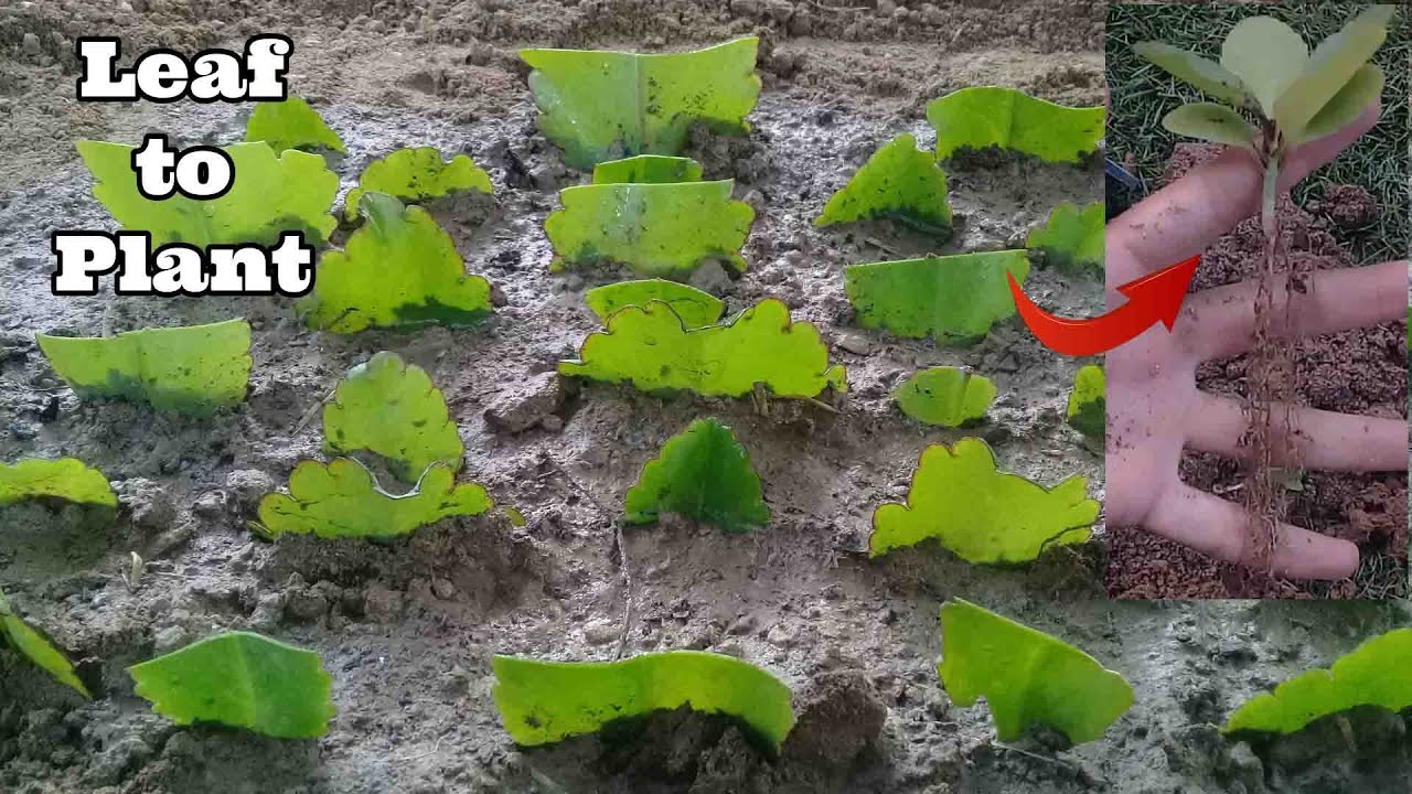 Propagation Through Leaf | How To Propagate a Plant Though Leaves - YouTube