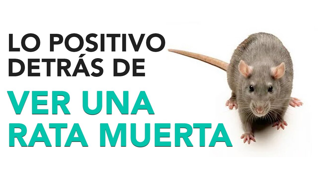 Qué SIGNIFICA ENCONTRAR una RATA MUERTA 🐀 - YouTube