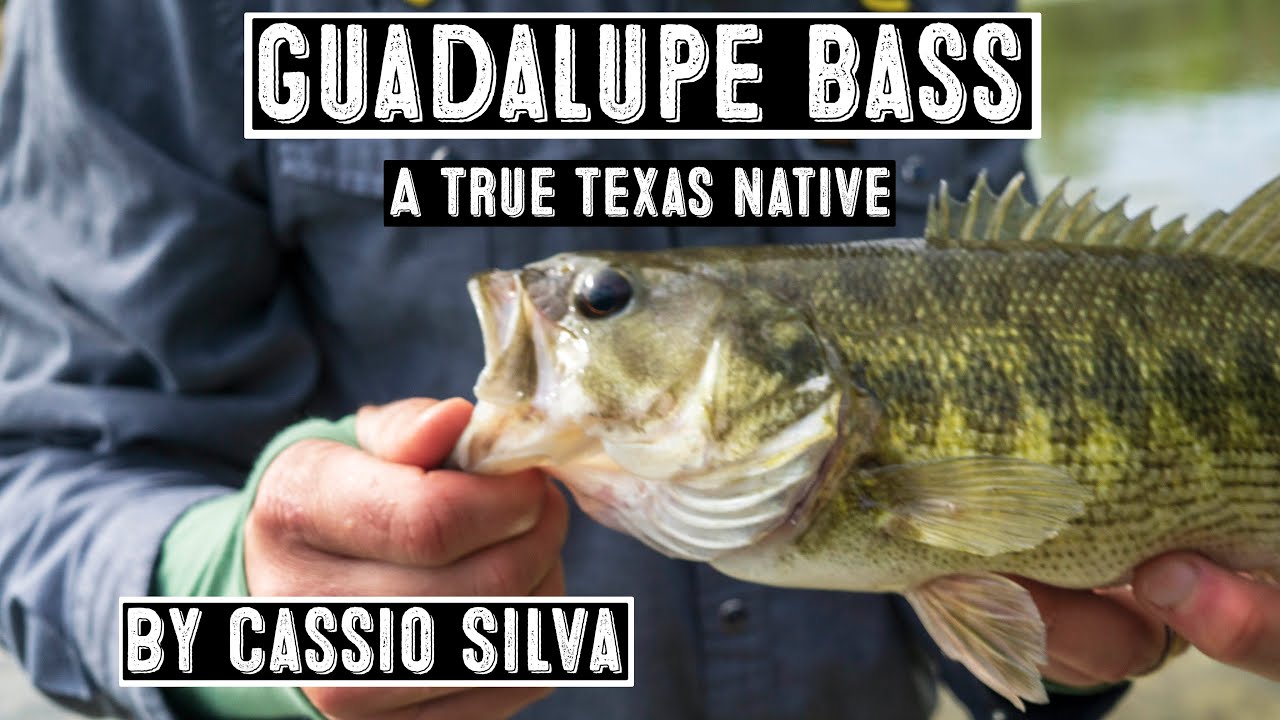 Guadalupe Bass A True Texas Native by Cassio Silva 2022 - YouTube