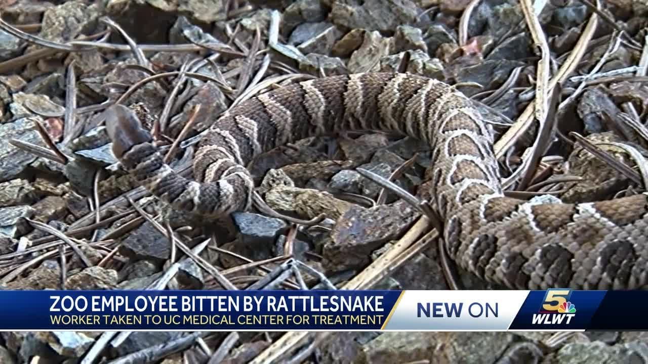 Employee at Cincinnati Zoo bitten by eastern diamondback rattlesnake ...