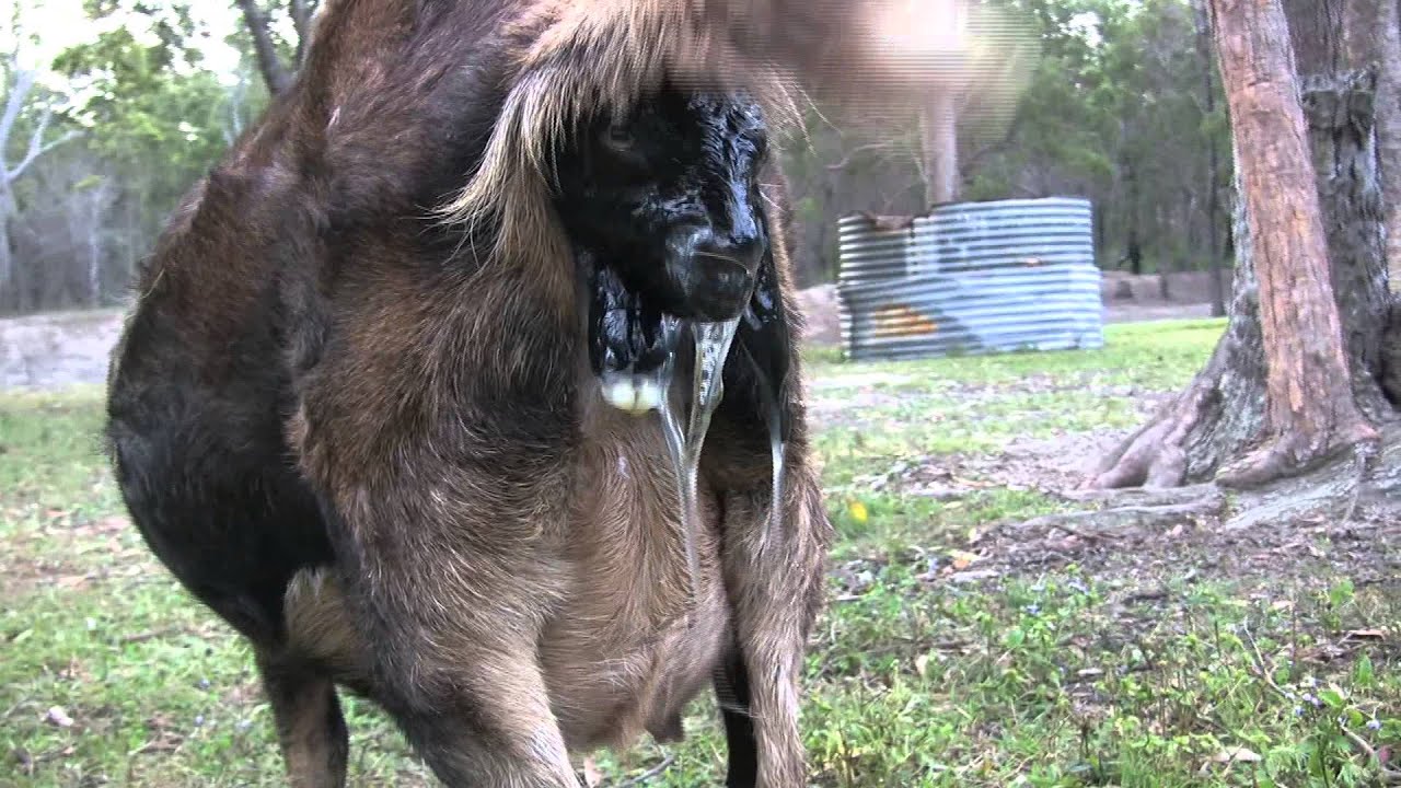 Goat Butt-Head - YouTube