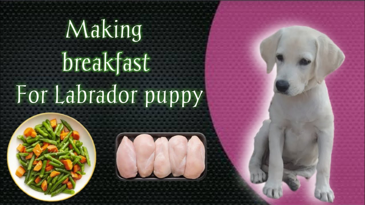 Making the breakfast for Labrador puppy.. #Lab #puppy #simba #cooking # ...