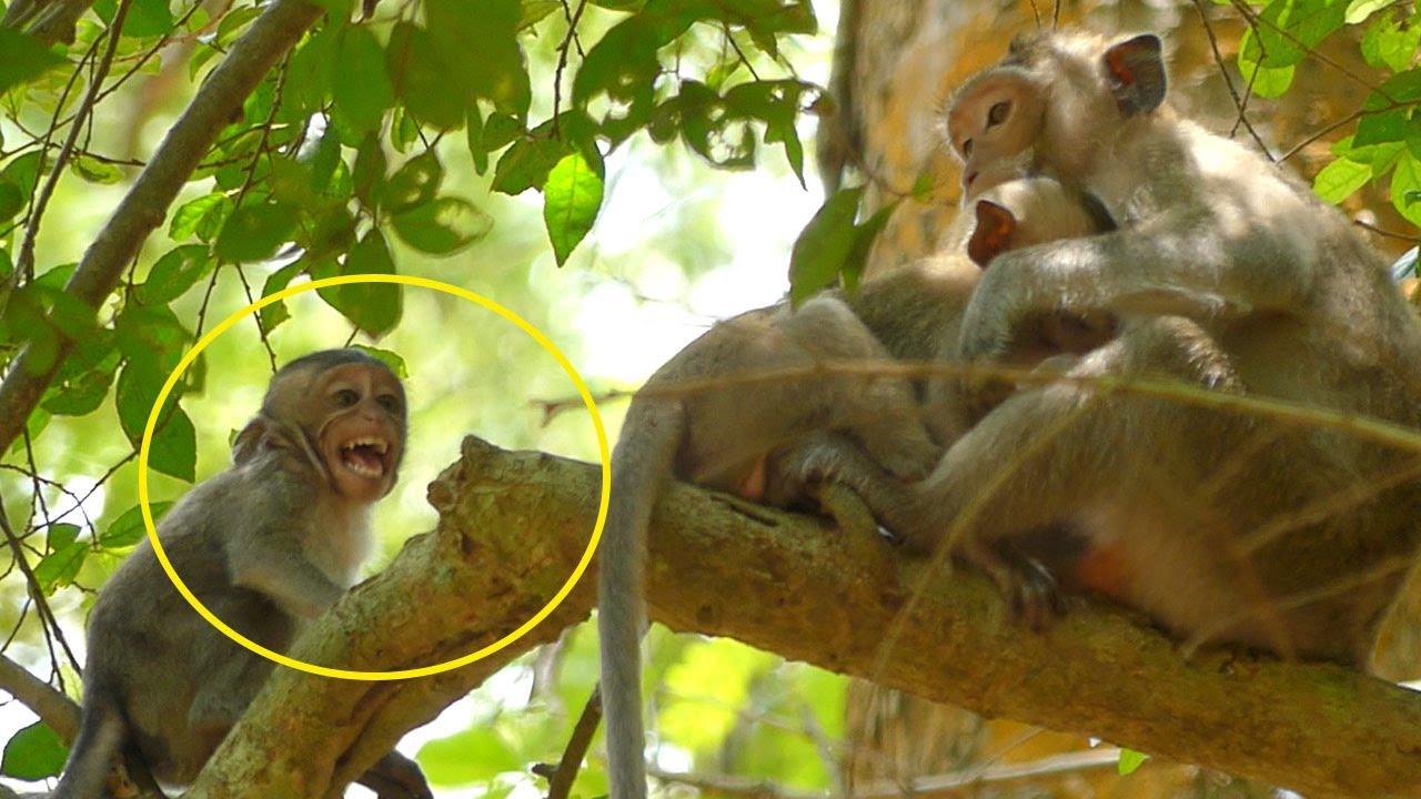 MG! Terribl Jealous NATHAN Monkey Cry Loudly& Temper NANDA Due She Hug ...