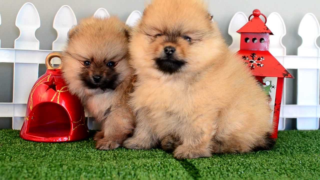 "Raia-Dogs" предлага малки кученца - померани . - YouTube