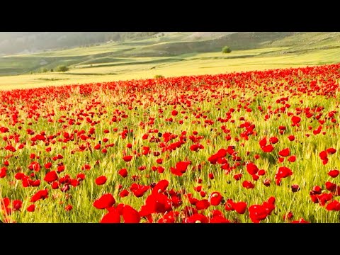 Gün batımı ve gelincik tarlası süper manzara (poppy flower)