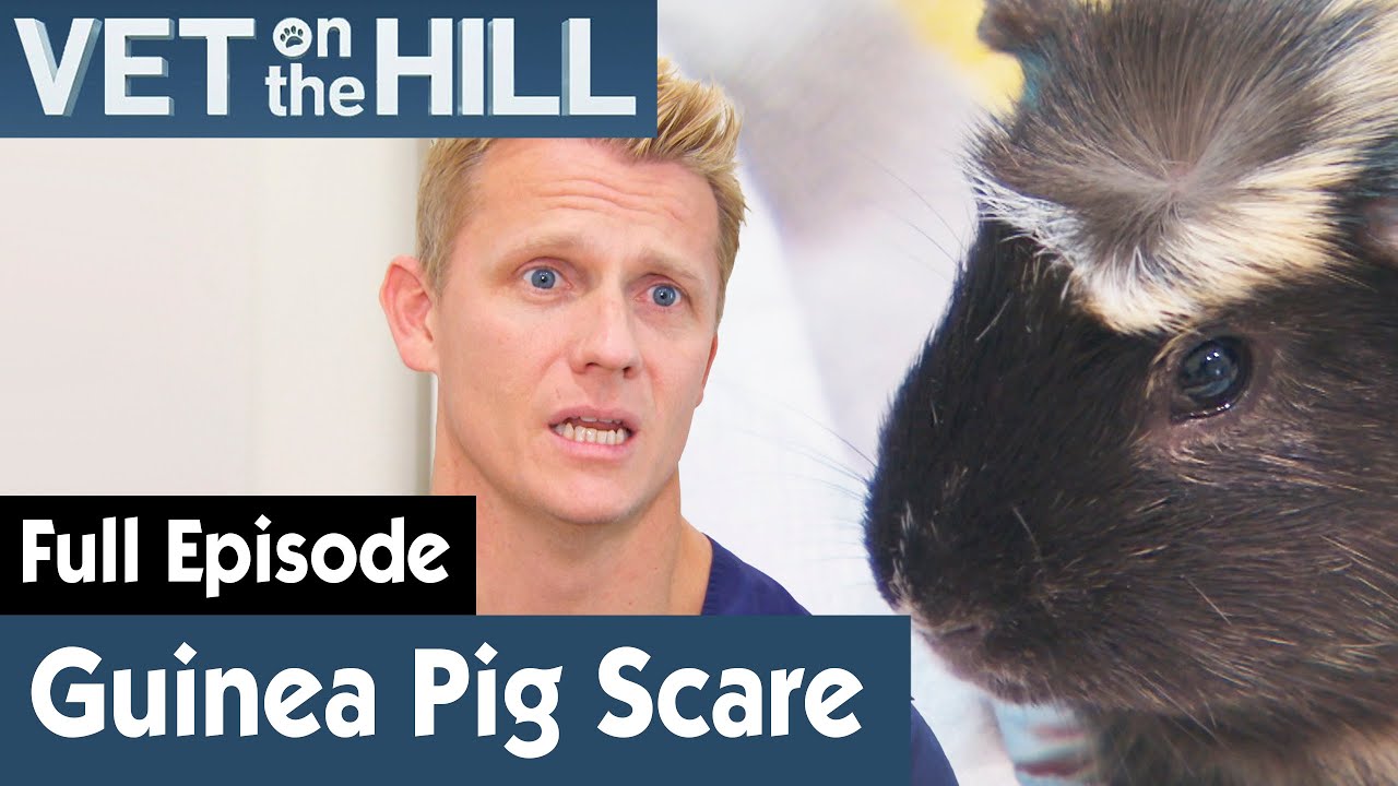 🐹 Guinea Pig Needs Operation After Scary Fall | FULL EPISODE | S03E22 ...