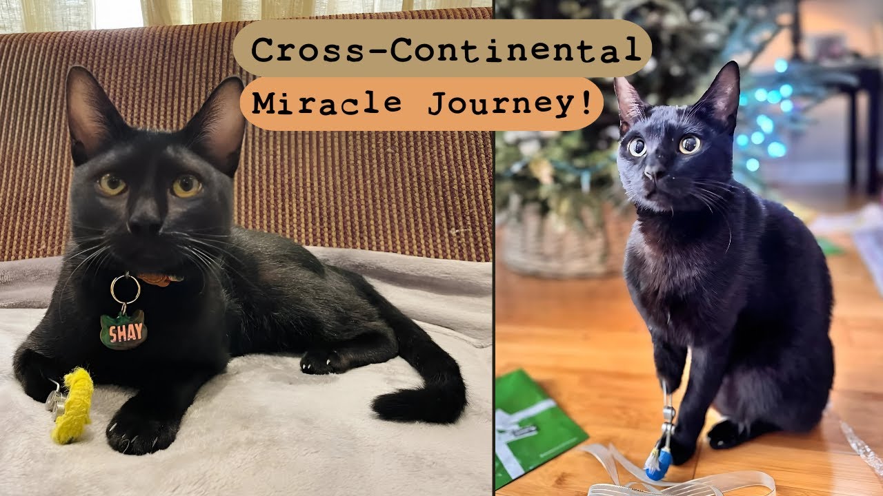 Woman Flies 15 Hours To Adopt Disabled Cat With Homemade Prosthetic ...