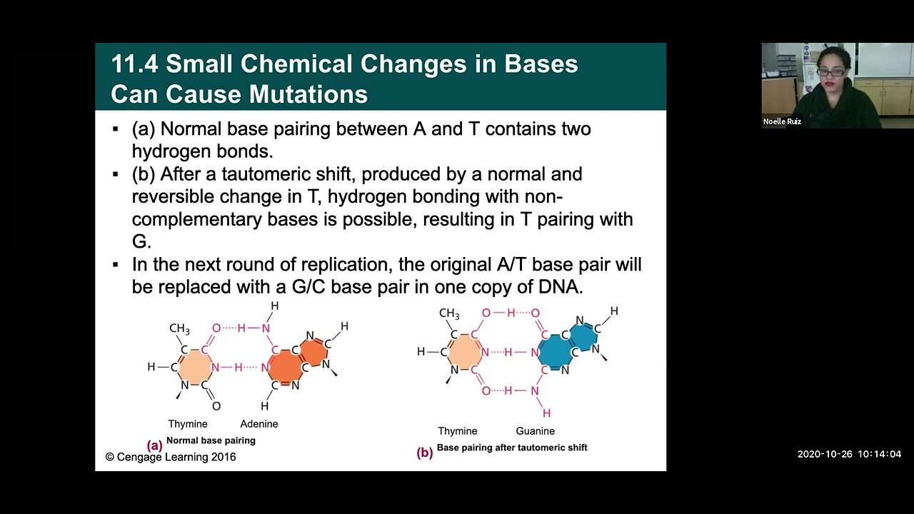 Bio134: Ch.11: Genome Alterations_Mutation & Epigenetics - YouTube