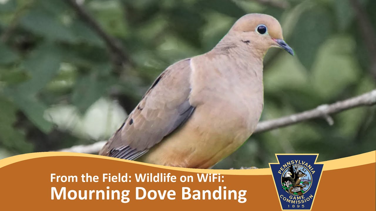 From the Field: Wildlife On WiFi, Mourning Dove Banding & Research ...
