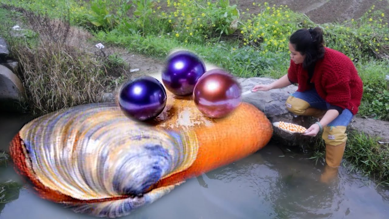 🔥🔥 Giant long toothed clam, 300 year old adult clam shell filled with ...