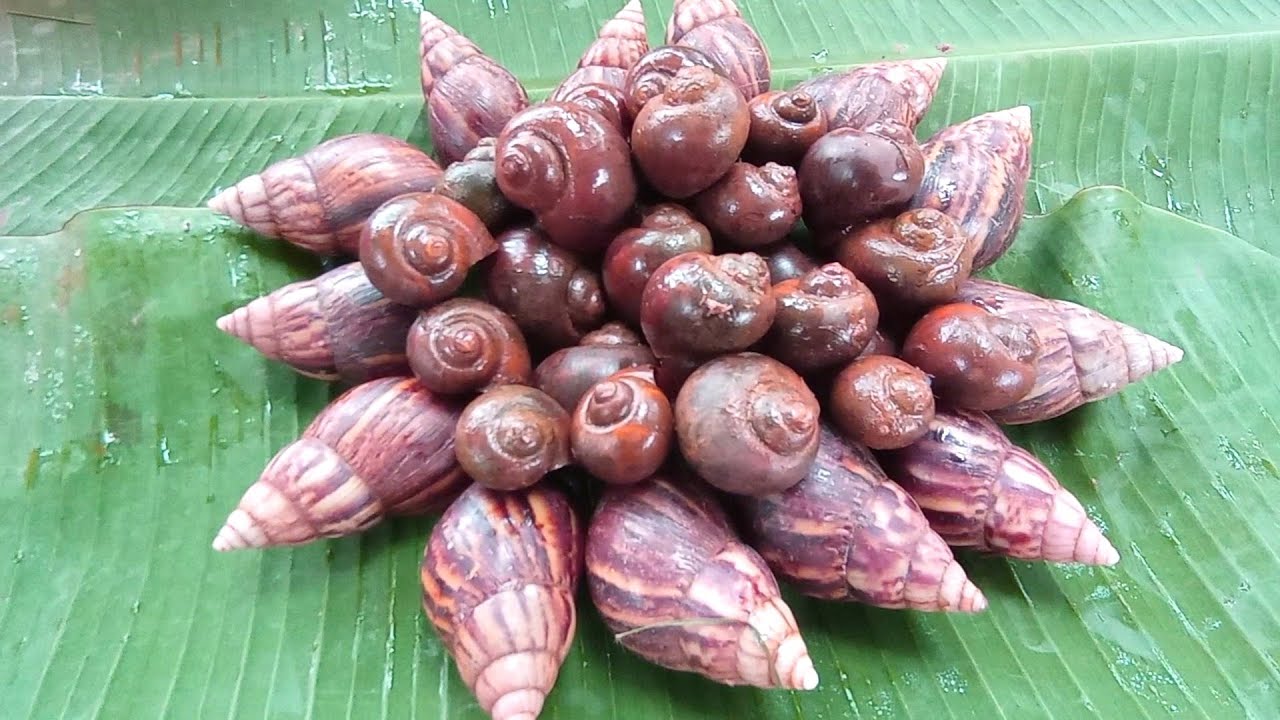 hunting snails!! menemukan siput bekicot, berburu keong, mencari tutut ...