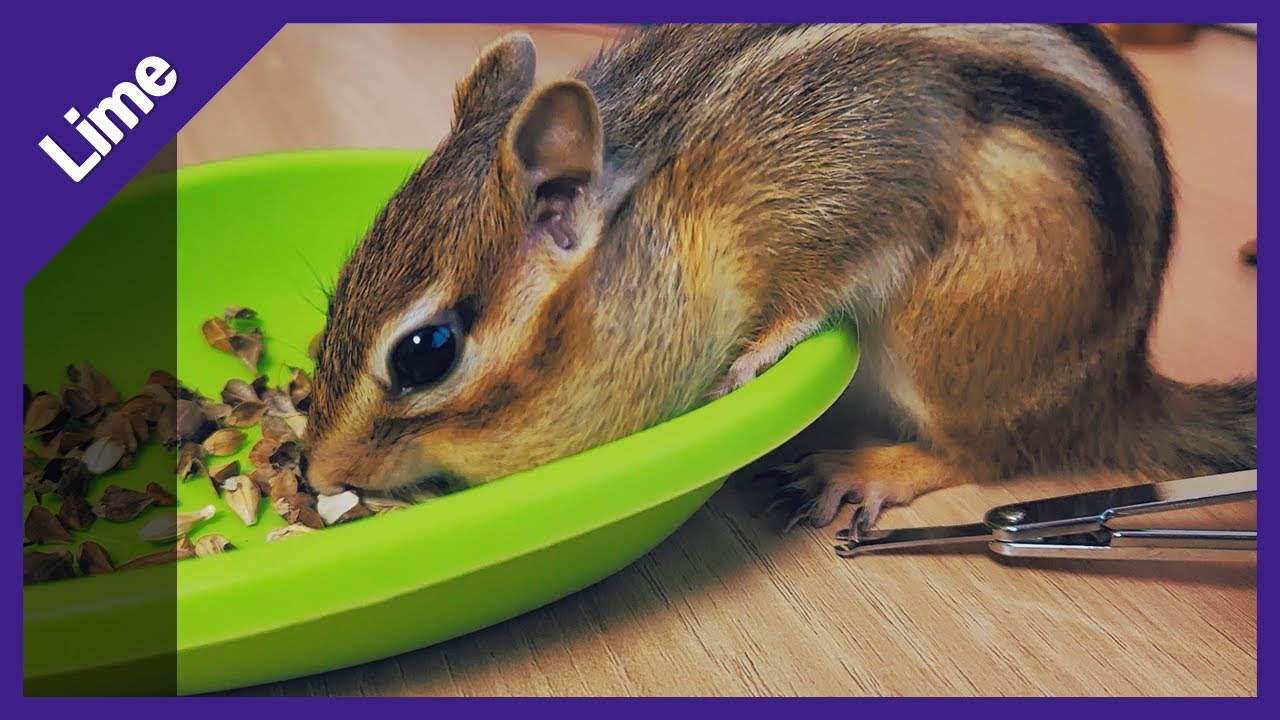 다람쥐의 발톱을 깎을 수 있을까? / Is it possible to cut a chipmunk's claws? - YouTube