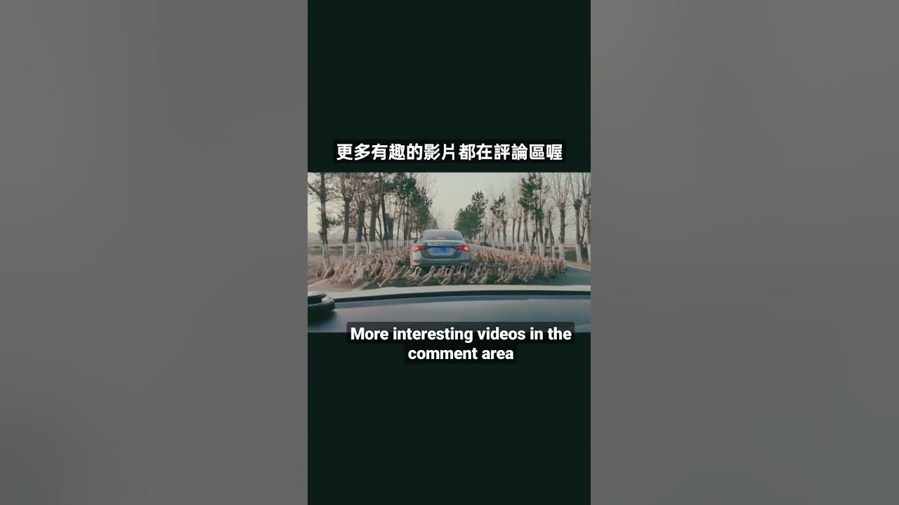 到底感動不敢動? Shorts Funnyvideos 搞笑 搞笑影片 Fun 搞笑视频 2023 Funny Youtube
