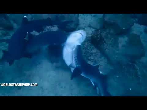 Woah: Diver Caught These Sharks Running A Train On A Female! - YouTube
