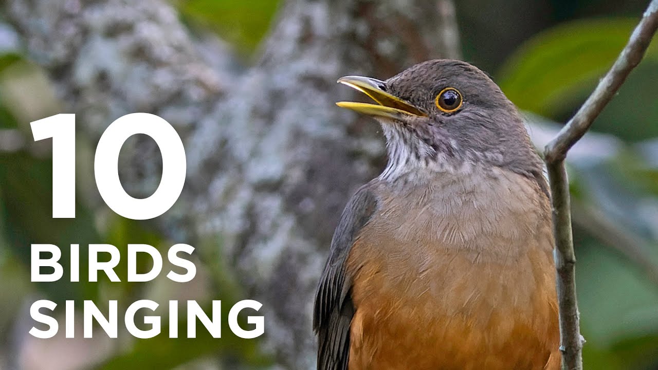 10 BRAZILIAN BIRD SONGS / 10 CANTOS DE AVES BRASILEIRAS - YouTube