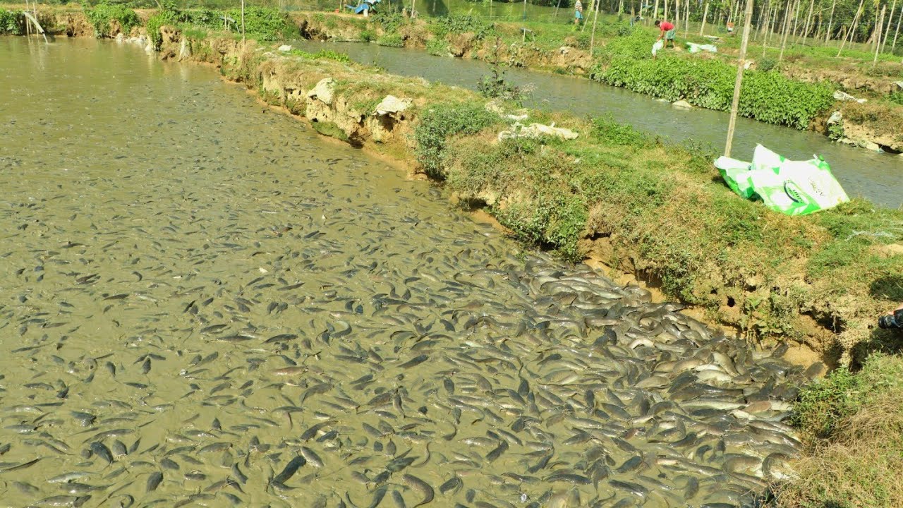 growth performance of million catfish 2 || Indian mangur fish farming ...