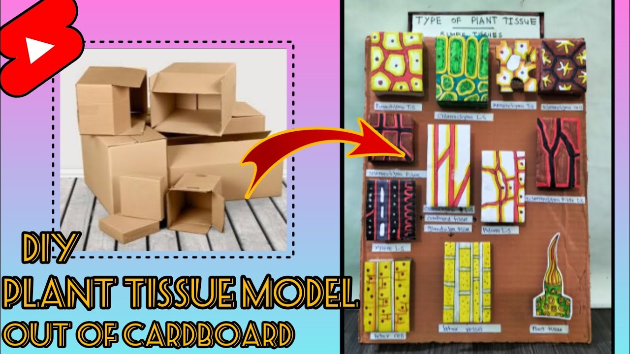 How to make the model of plant tissue and its type || Diy project ...