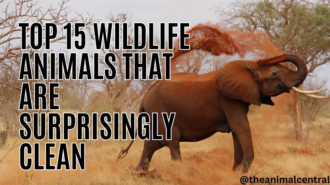Fascinating! Top 15 Wildlife Animals That Maintain Surprising ...