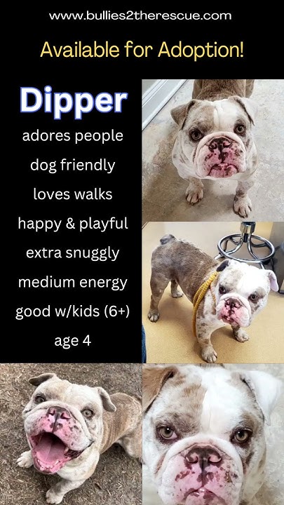 Dipper is available for adoption! bullies2therescue.com #adopt #rescue #bulldog #englishbulldog ...