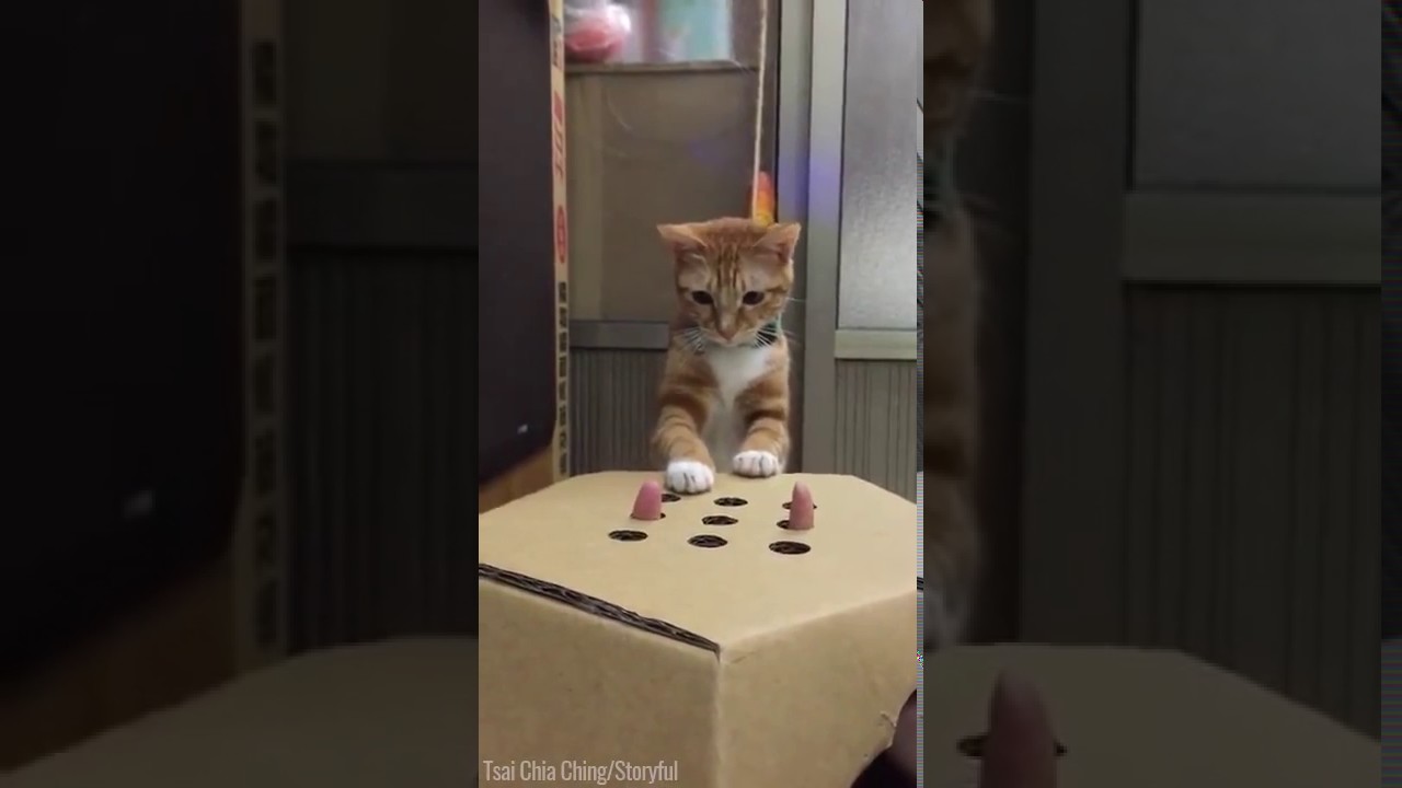 How To Entertain Your Cat For Hours YouTube how-to-entertain-your-cat-for-hours-youtube