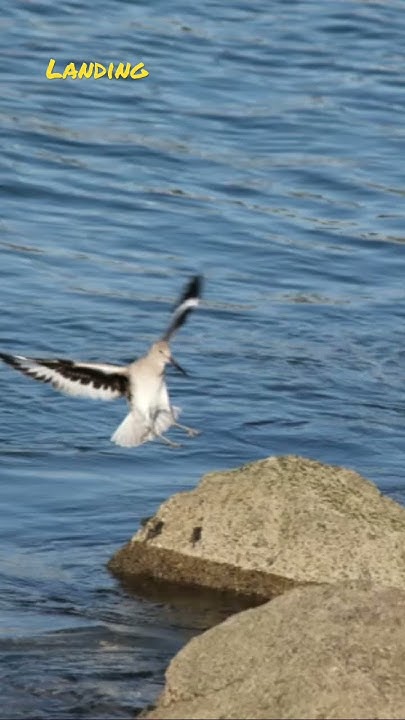 Willet landing - beautiful shorebird in flight! #birds #birdbehavior # ...