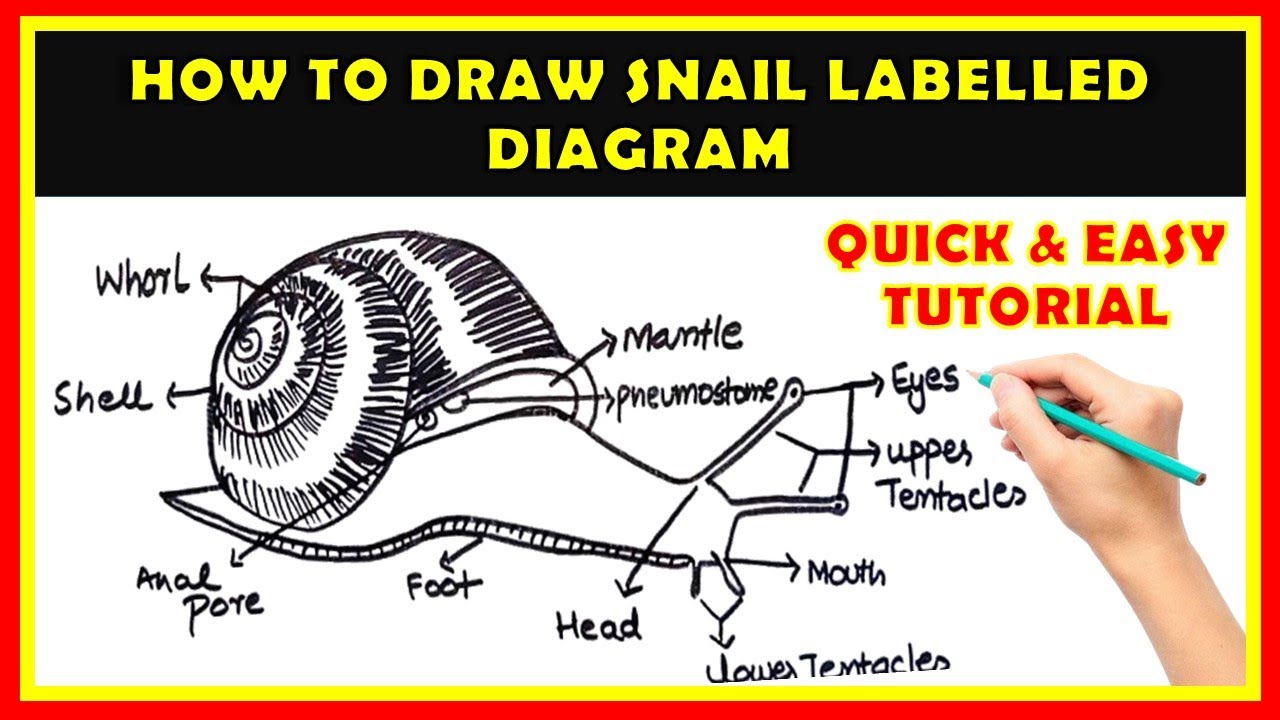 Learn How to Draw a Snail Easily | Step-by-Step Snail Drawing Tutorial ...