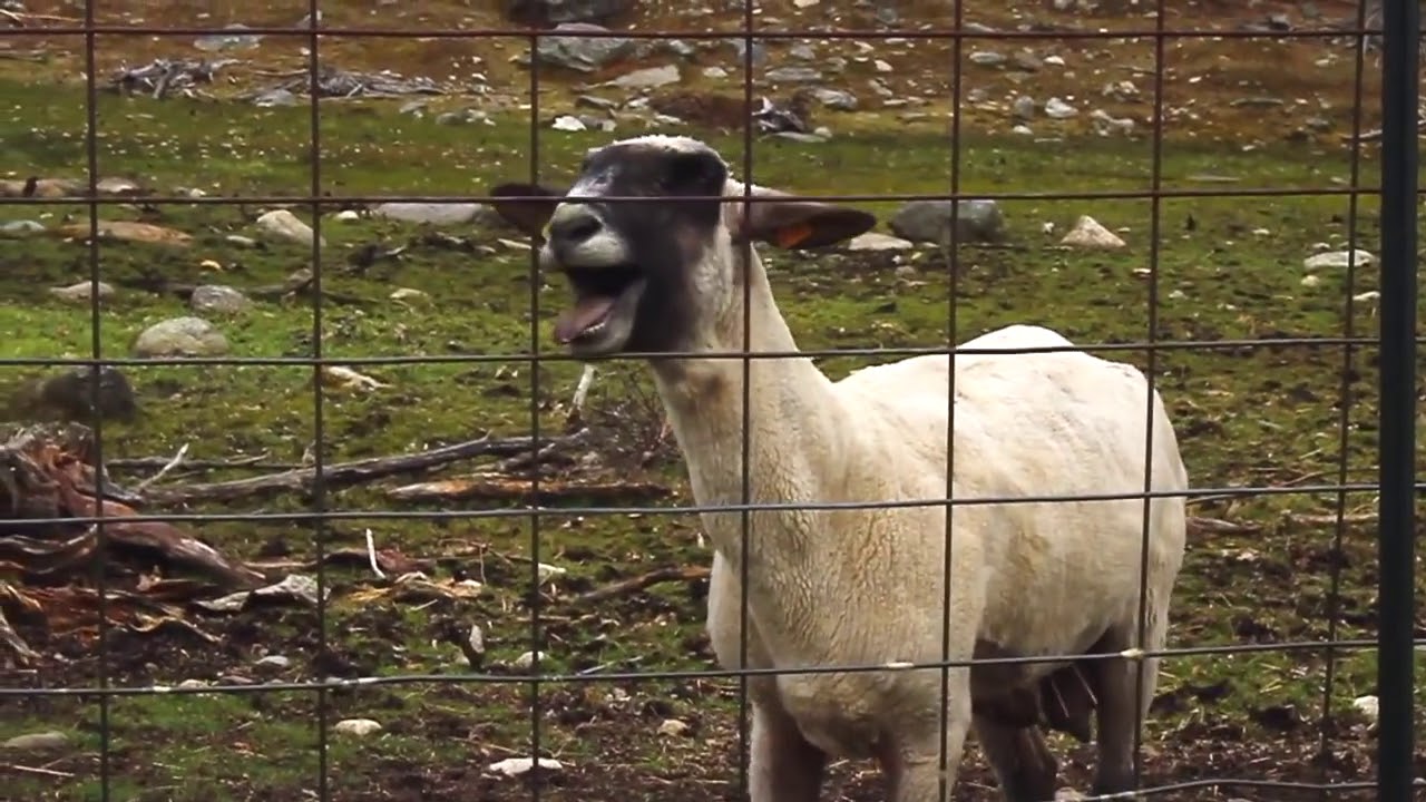 Screaming goat in memes - YouTube