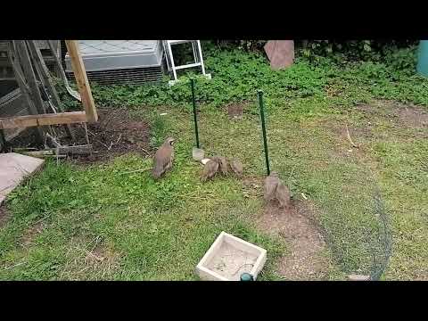 Keklik. yavru keklikler ötmeye başladı