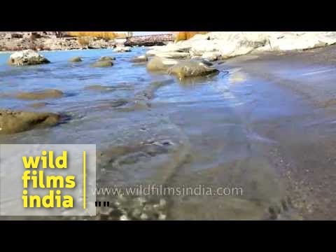 Indus river and riverine pollution at Karu in Ladakh - YouTube