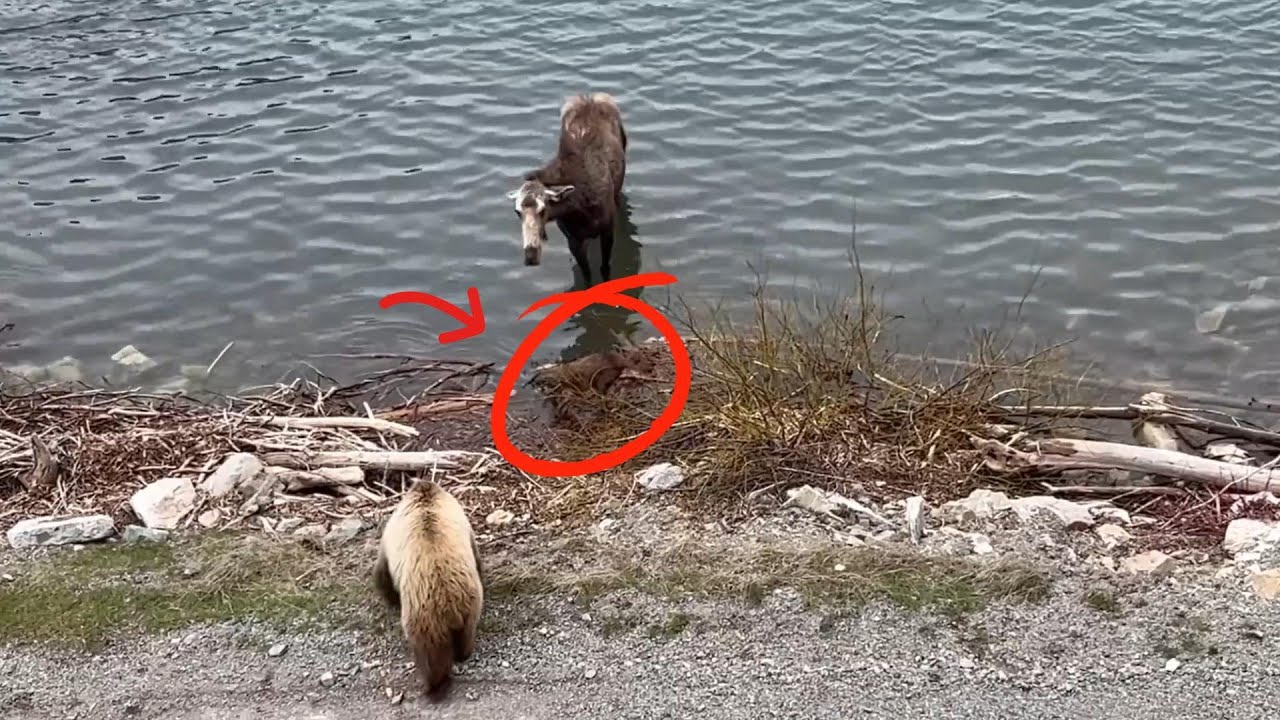 Witnessed by Many A Real Life Animal Drama in Glacier National Park # ...