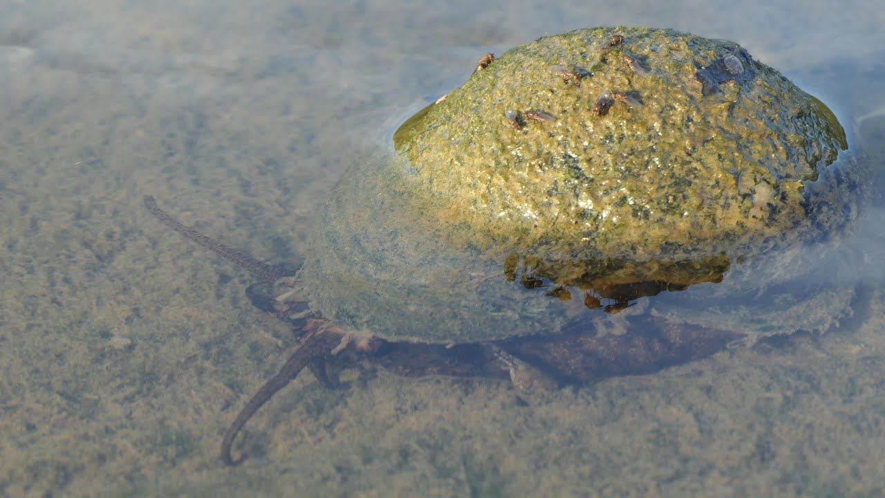 Apple Snail transports Tadpole and Shore Flies - YouTube