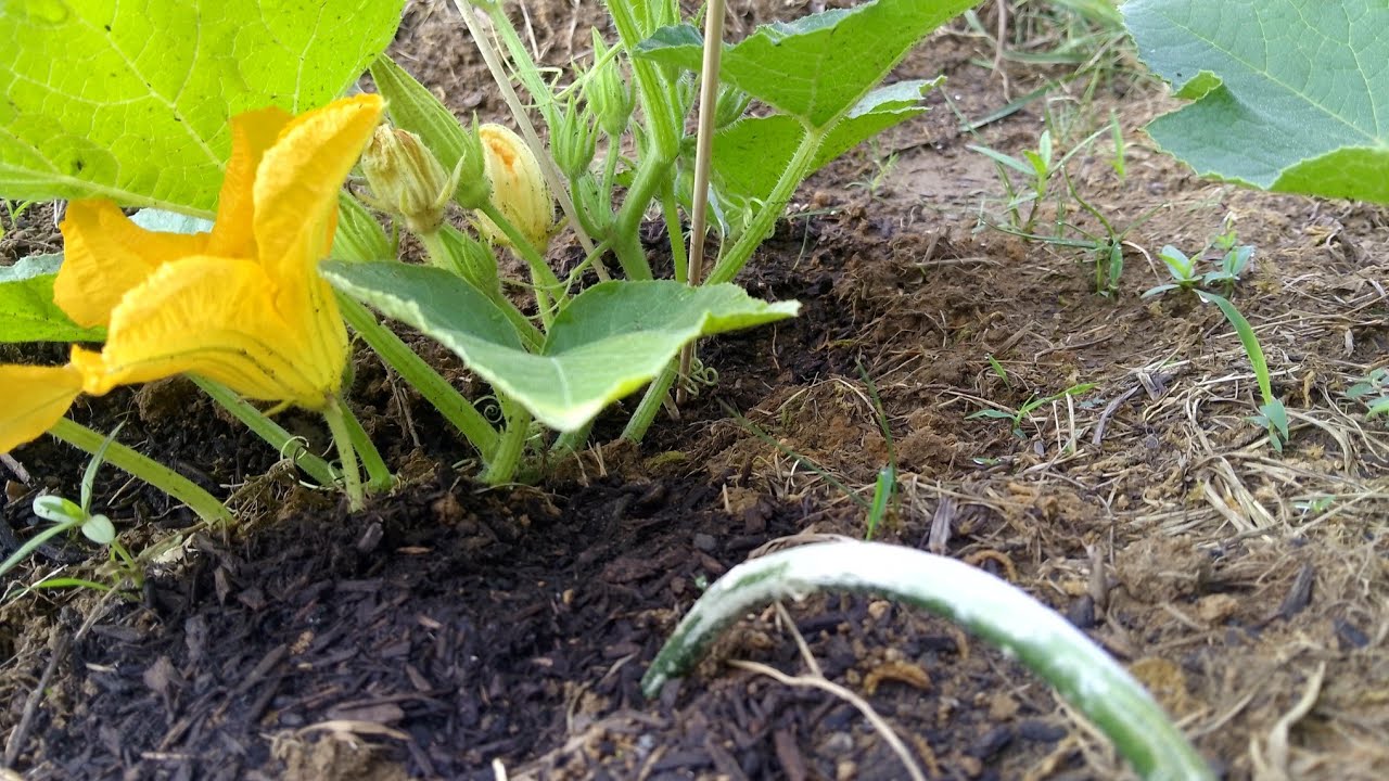 Pumpkin Maintenance How-to "Burying The Stems" #gardeningtips - YouTube