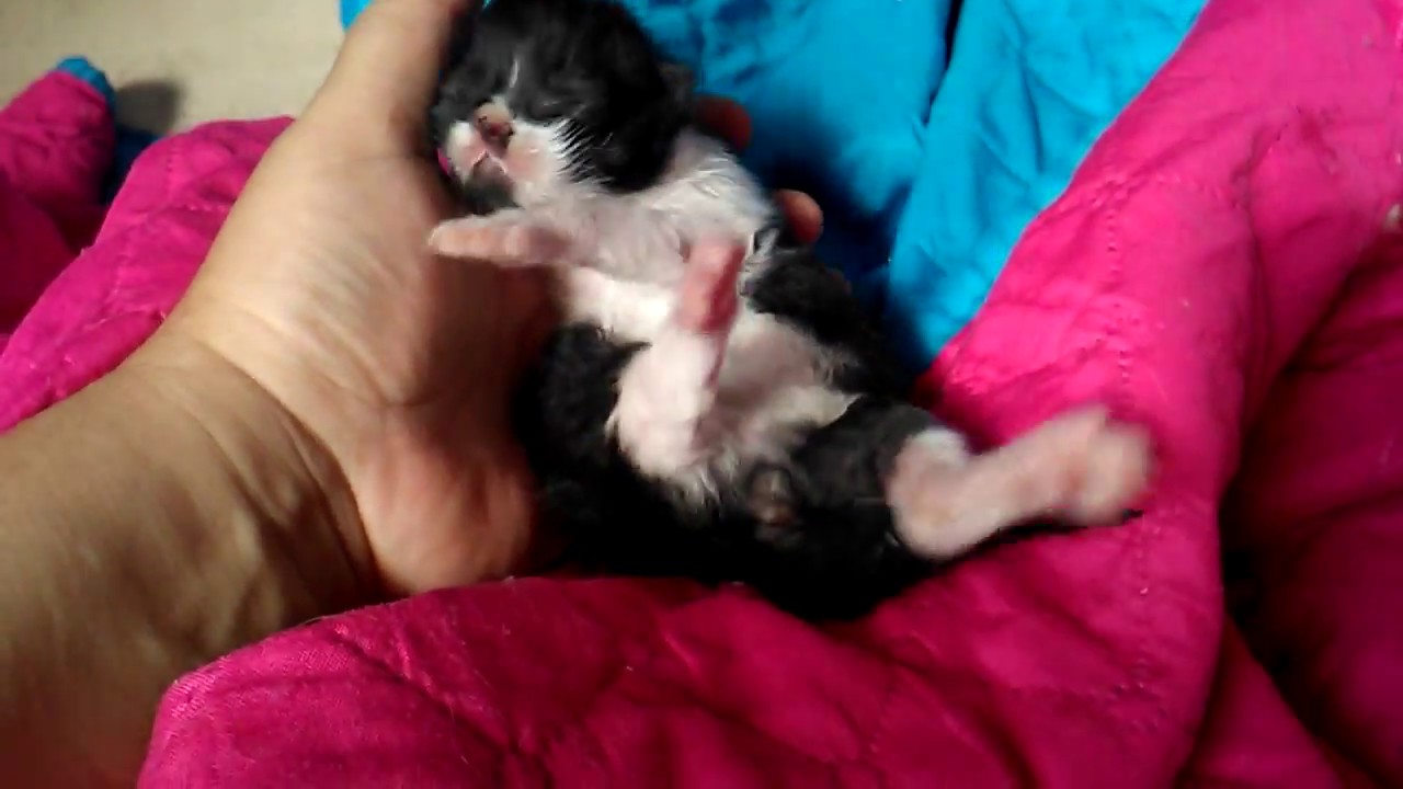 PERSAS bebes con 4 dias. OREO, CHOCOLATE NEGRO Y NATA, un persa ...