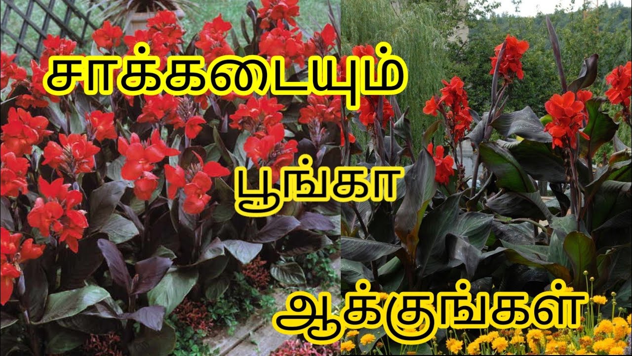 Cannalily Plant கல்வாழை செடி - YouTube