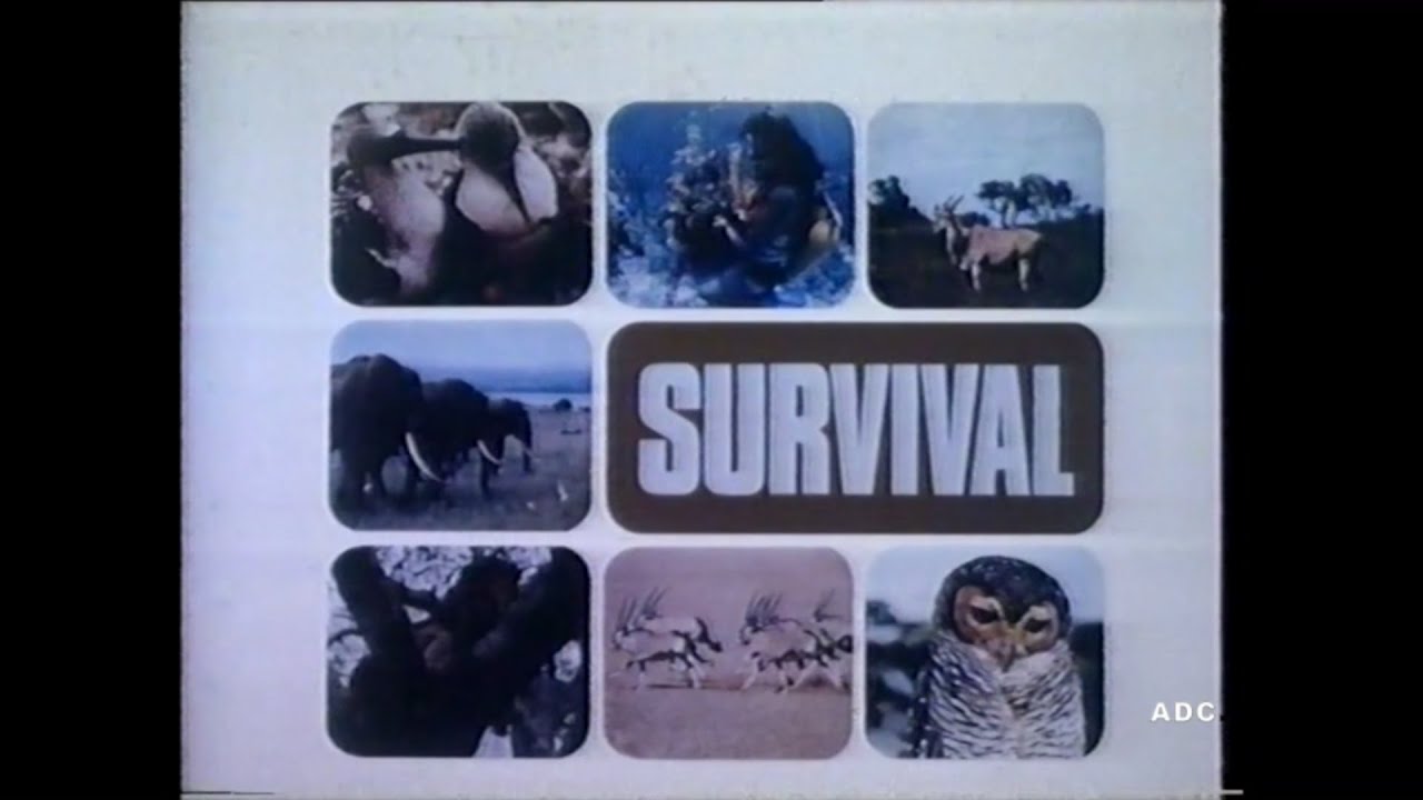 STV trailers, adverts & link announcer Bryce Curdy 2nd May 1985 2 of 2 ...