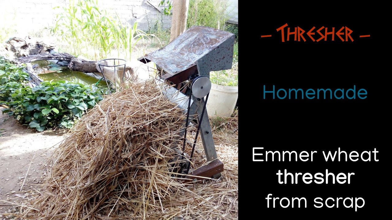 Emmer wheat thresher from scrap - Ancient wheat Triticum turgidum ssp ...