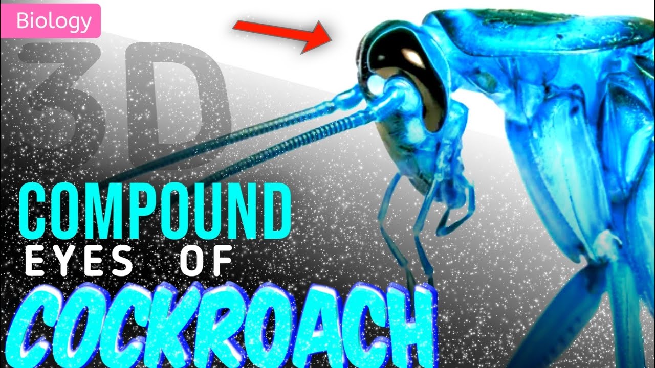 ANIMAL TISSUE CLASS 11 || COCKROACH COMPOUND EYES || - YouTube