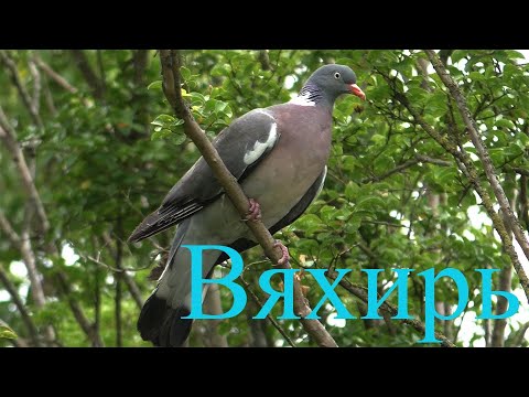 Вяхирь - YouTube