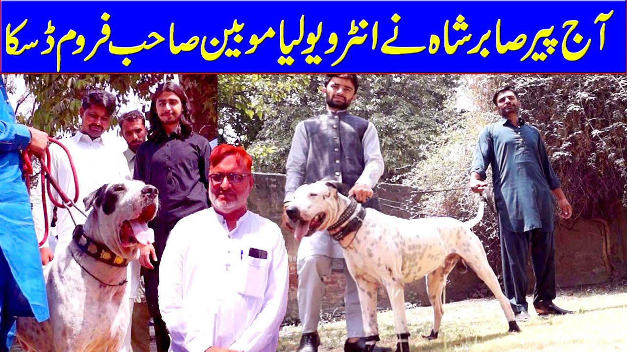 Bully Dog in Daska | Interview Saber Shah Mobin Sahib Pakistani Dog ...