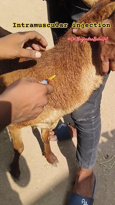 how to give intramuscular injection in sheep&goats#youtubeshorts #intramuscularinjection - YouTube