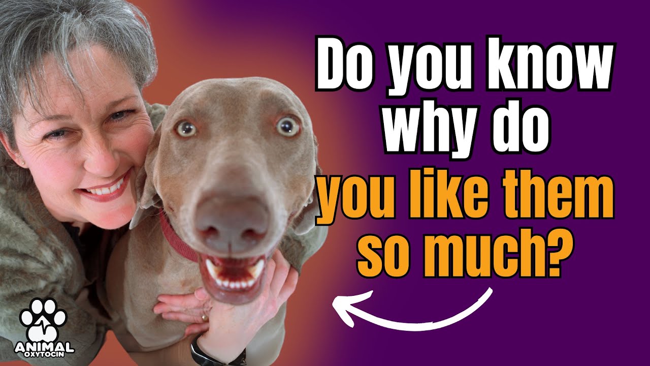 Why do we like dogs so much? The science behind our connection - YouTube