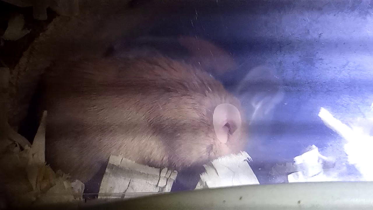 mommy mouse giving birth to mice - YouTube