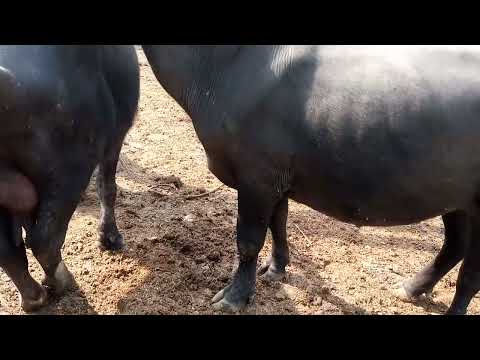 A buffalo and a large buffalo are mating🐃🐃